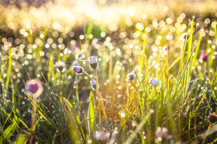 How to harness the feel-good benefits of nature